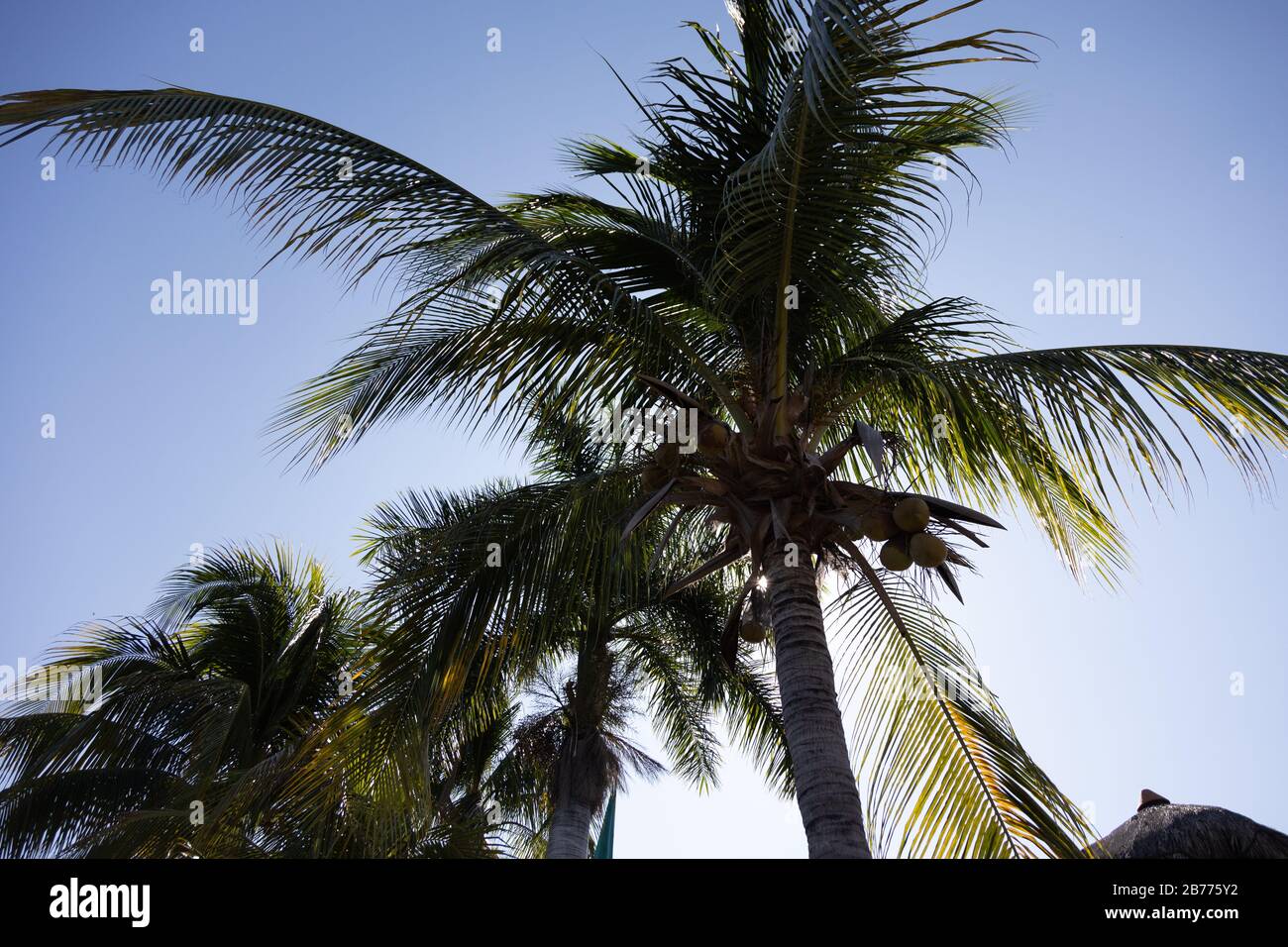 Low angle view of palm trees under the sunlight and a blue sky Stock ...