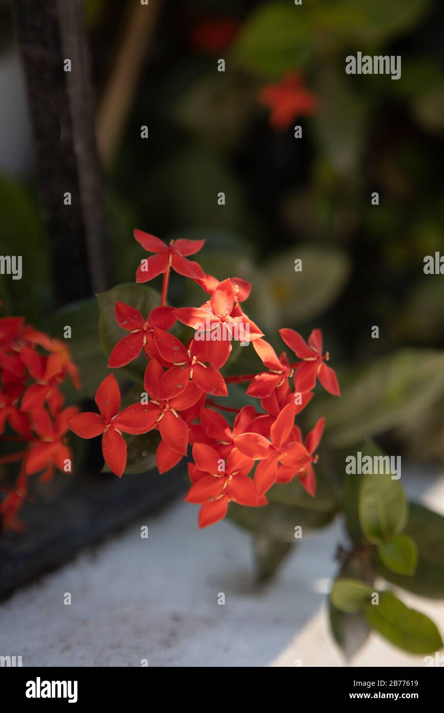 Closeup of Ixora coccinea in a garden under the sunlight with a blurry ...