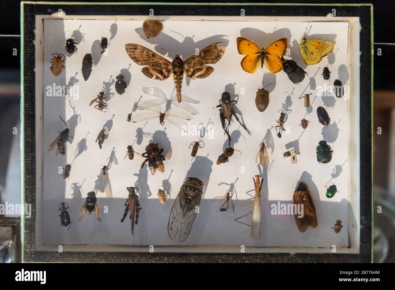 Collection insects with pins for entomology Stock Photo - Alamy