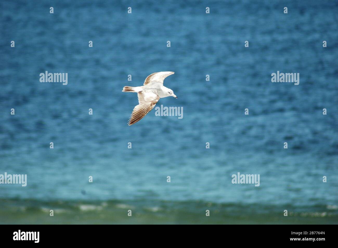 Seagull flying above the sea under the sunlight with a blurry ...