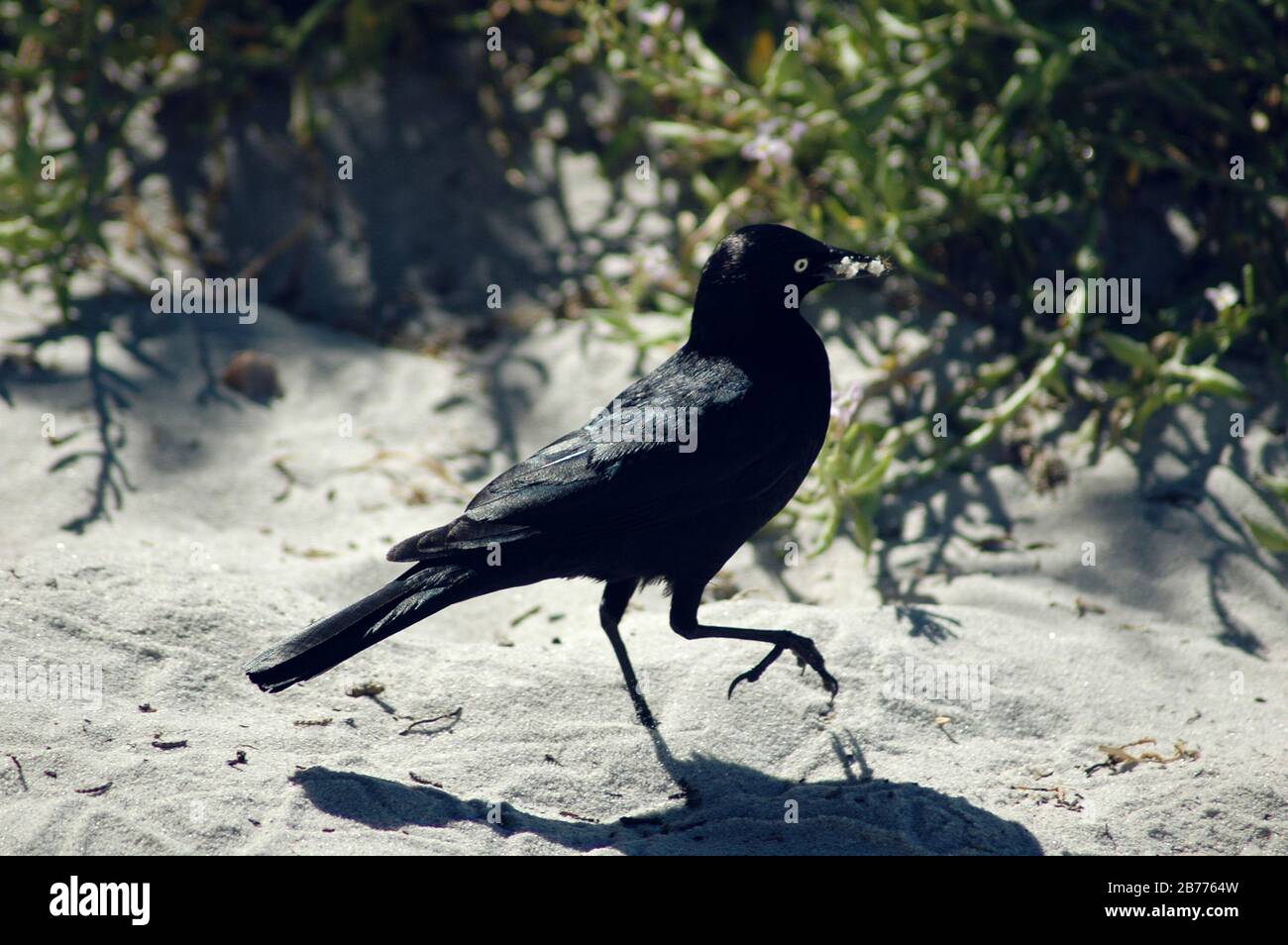 Closeup of an American Crow surrounded by greenery and sand under the ...