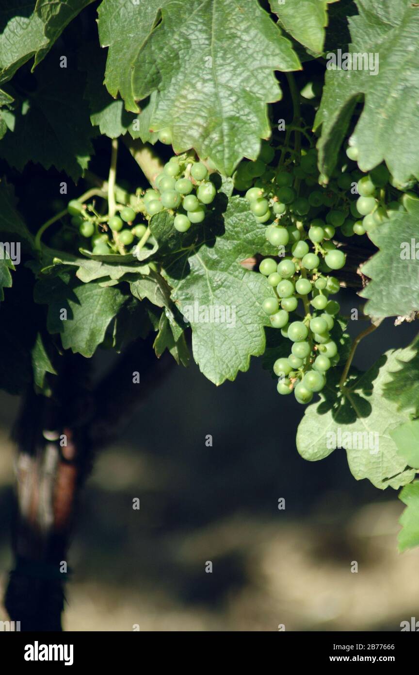 Vertical closeup of grapes and grape leaves under the sunlight with a ...