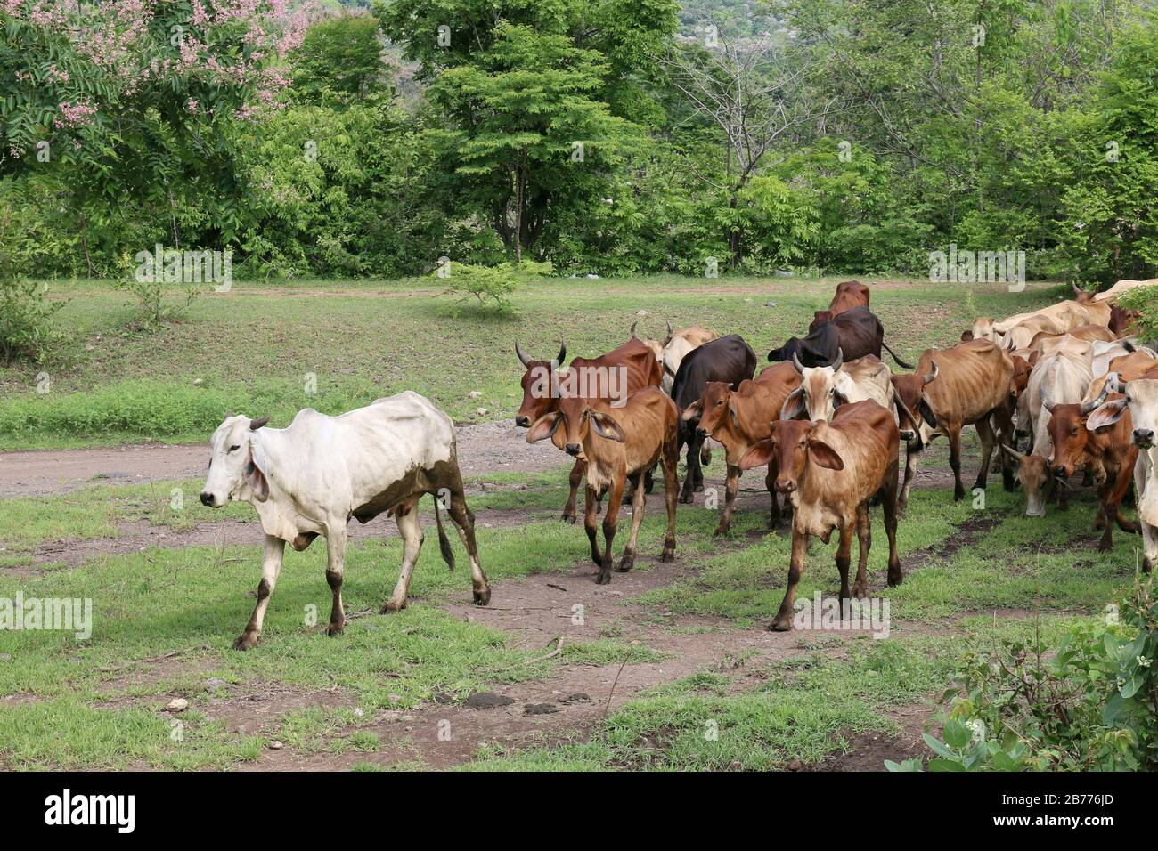 a lot of cattle, cow, cows herds asia walk in forest farm countryside ...