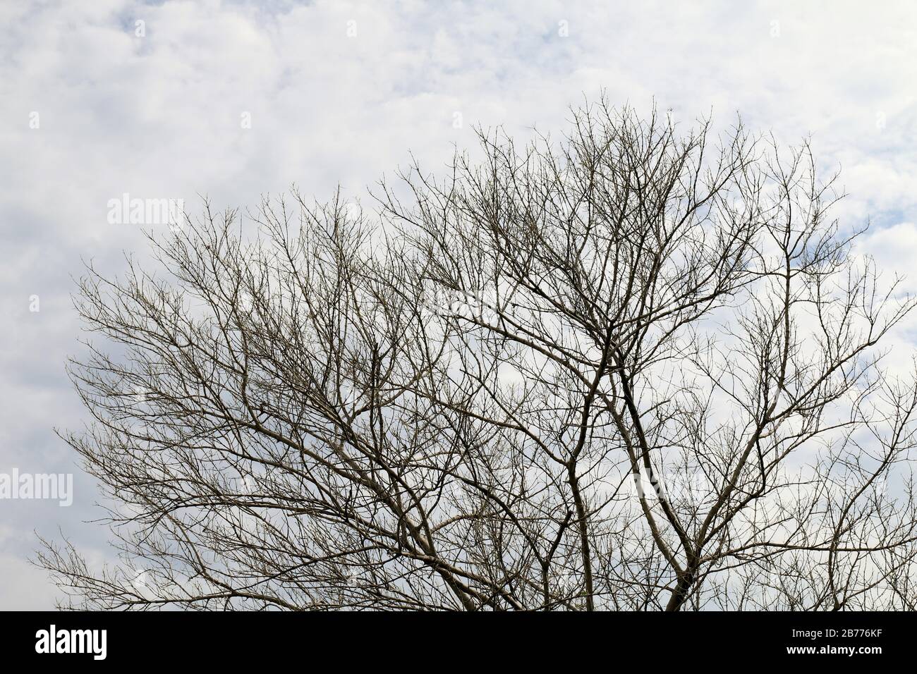 Dry Bushes, Abstract of branches tree on sky background clouds white ...