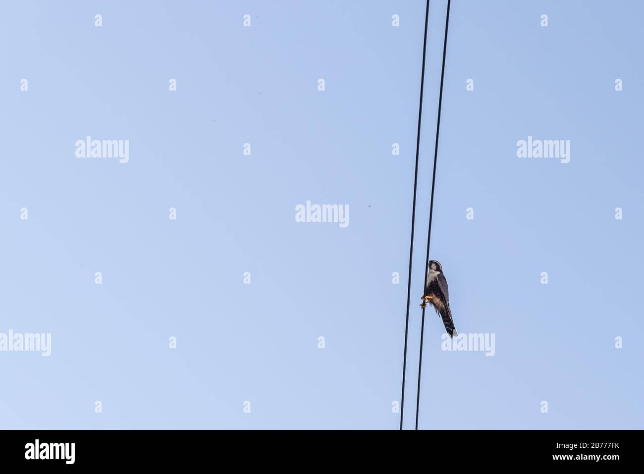 A female hawk standing on an electricity wire watching a male hawk ...