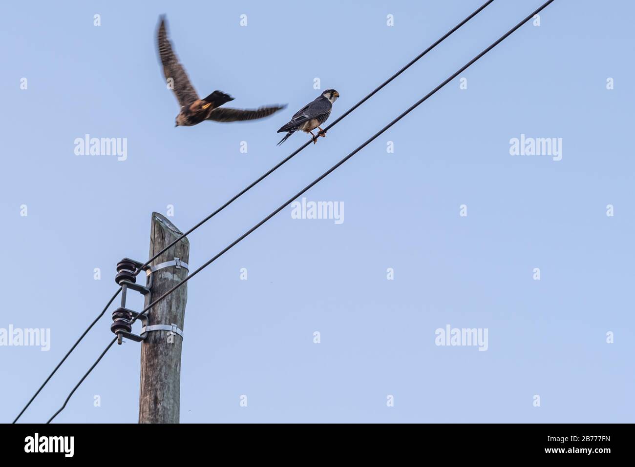 A female hawk standing on an electricity wire while a male hawk passes ...