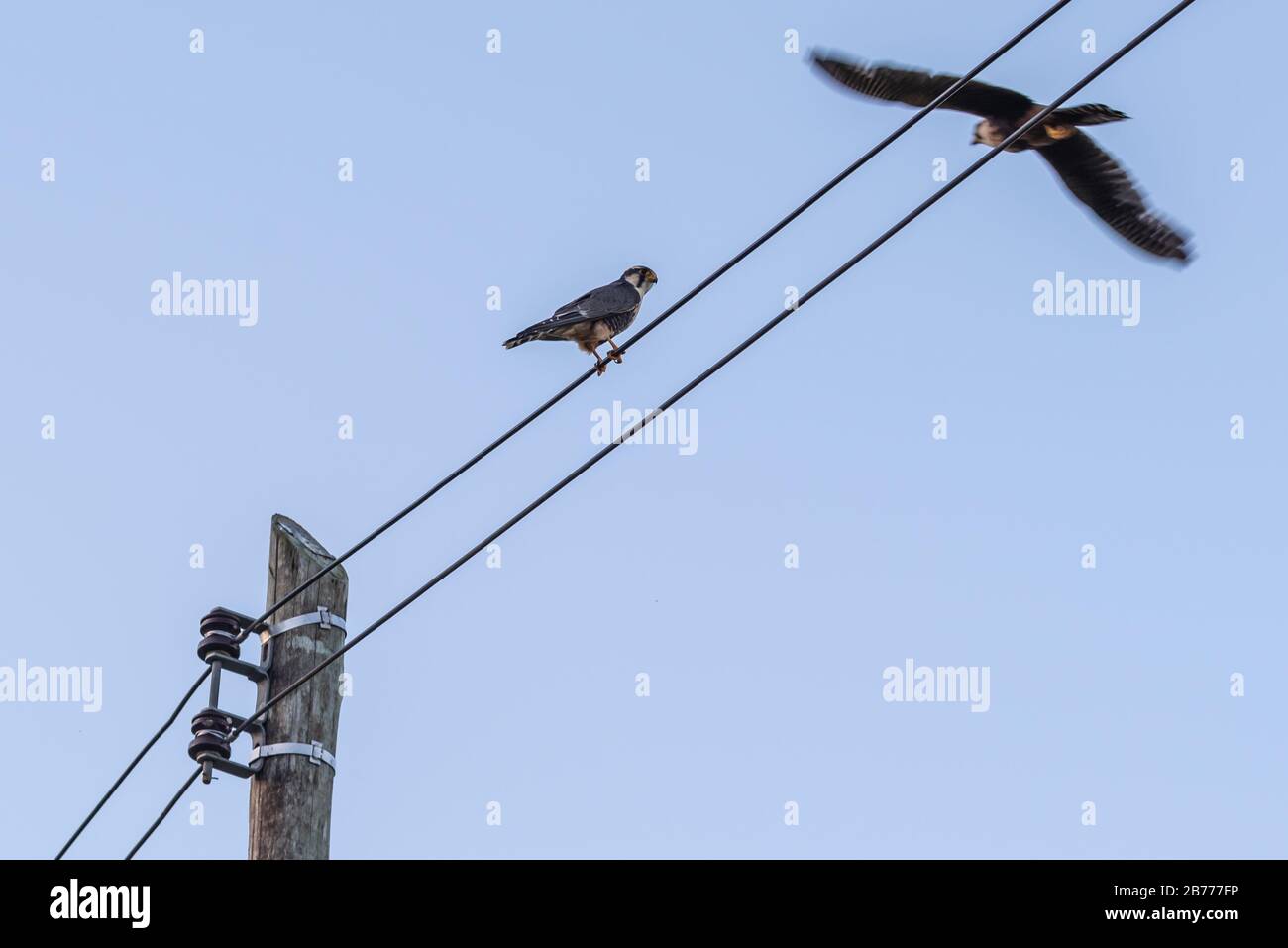 A female hawk standing on an electricity wire while a male hawk passes ...