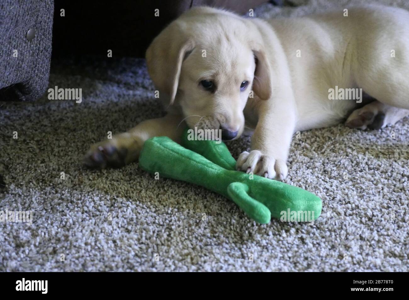 Closeup shot of a cute little Yellow Labrador puppy laying on the ...