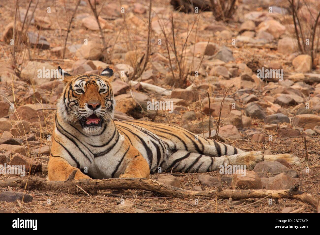 A Bengal Tiger named Machali - photographed from a safari vehicle in ...