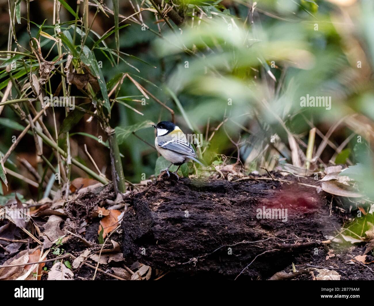 Beautiful shot a Japanese tit bird in the forest in Yamato, Japan Stock ...