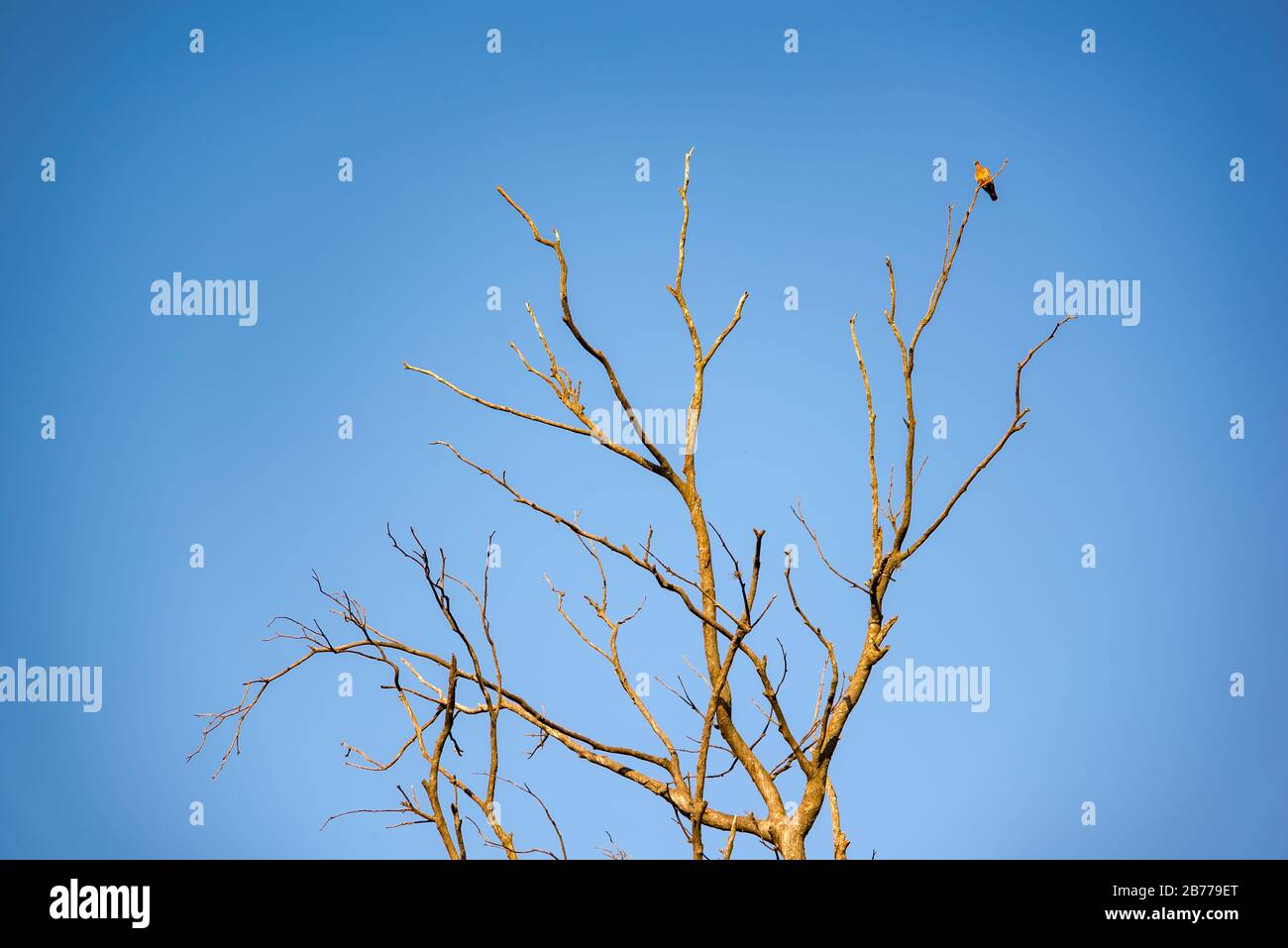 Tree without leaves with a bird perched on one of its branches in front ...