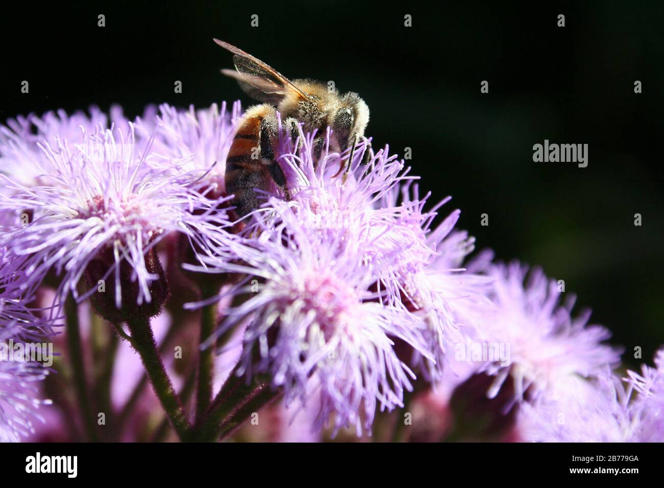 Plants for pollinating insects hi-res stock photography and images - Alamy