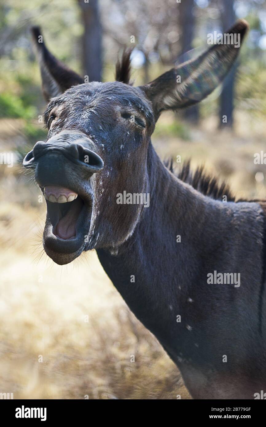 Black Donkey High Resolution Stock Photography and Images - Alamy