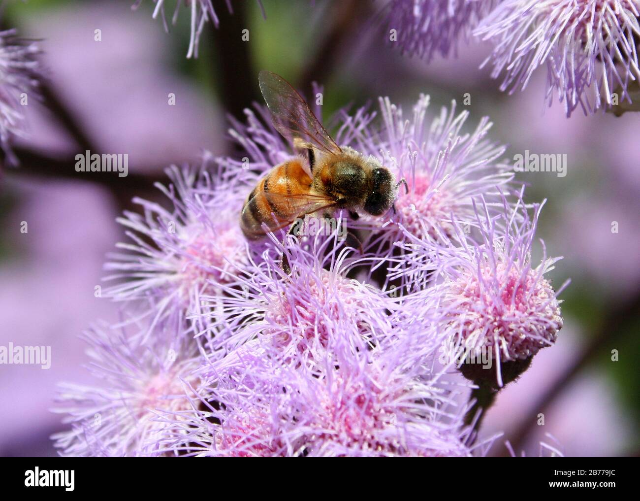 Plants for pollinating insects hi-res stock photography and images - Alamy
