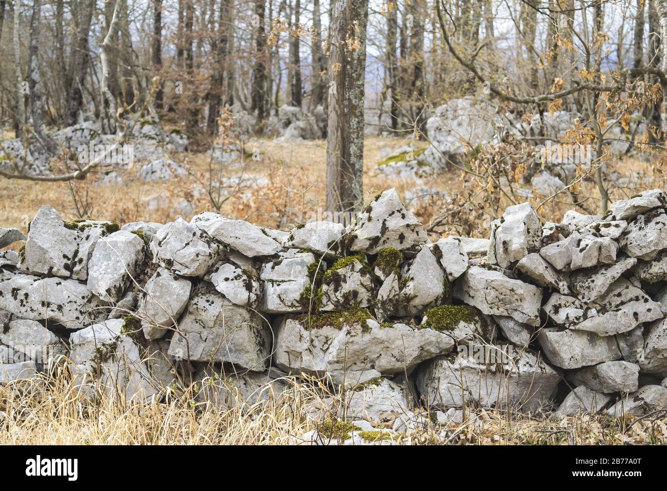 Wall made with stones in a forest with a lot of leafless trees Stock ...
