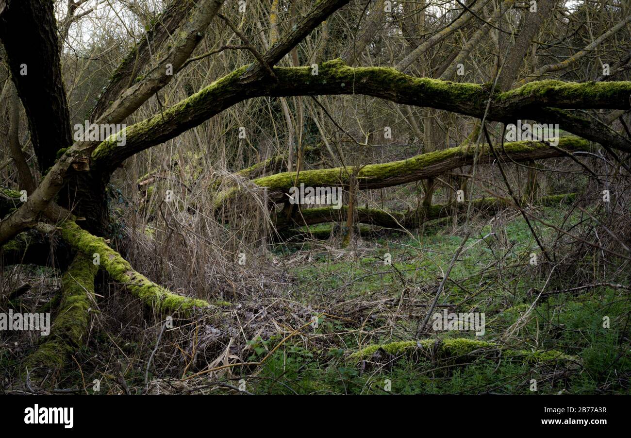 Creepy scenery in a forest with dry tree branches covered with moss ...