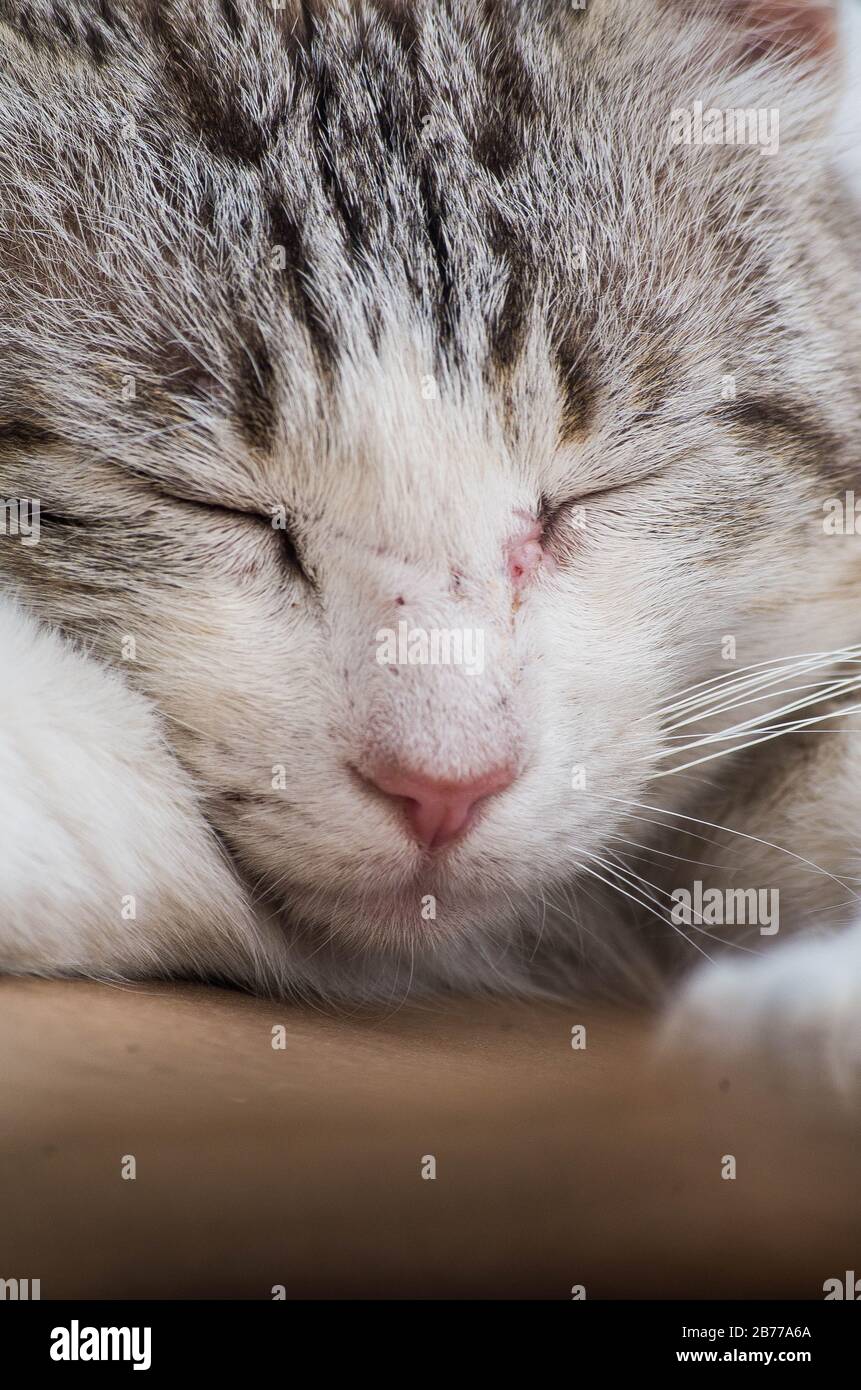 Vertical closeup of a sleeping grey domestic cat under the lights Stock ...