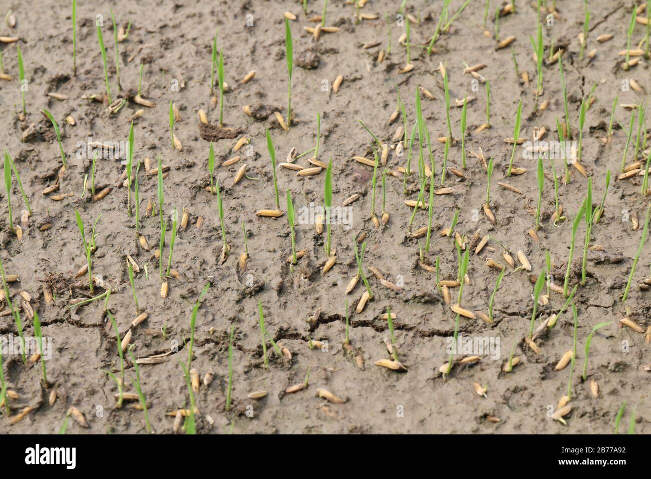Seedlings of Rice Berry, rice seed on wet soil ground, Seed of Paddy ...