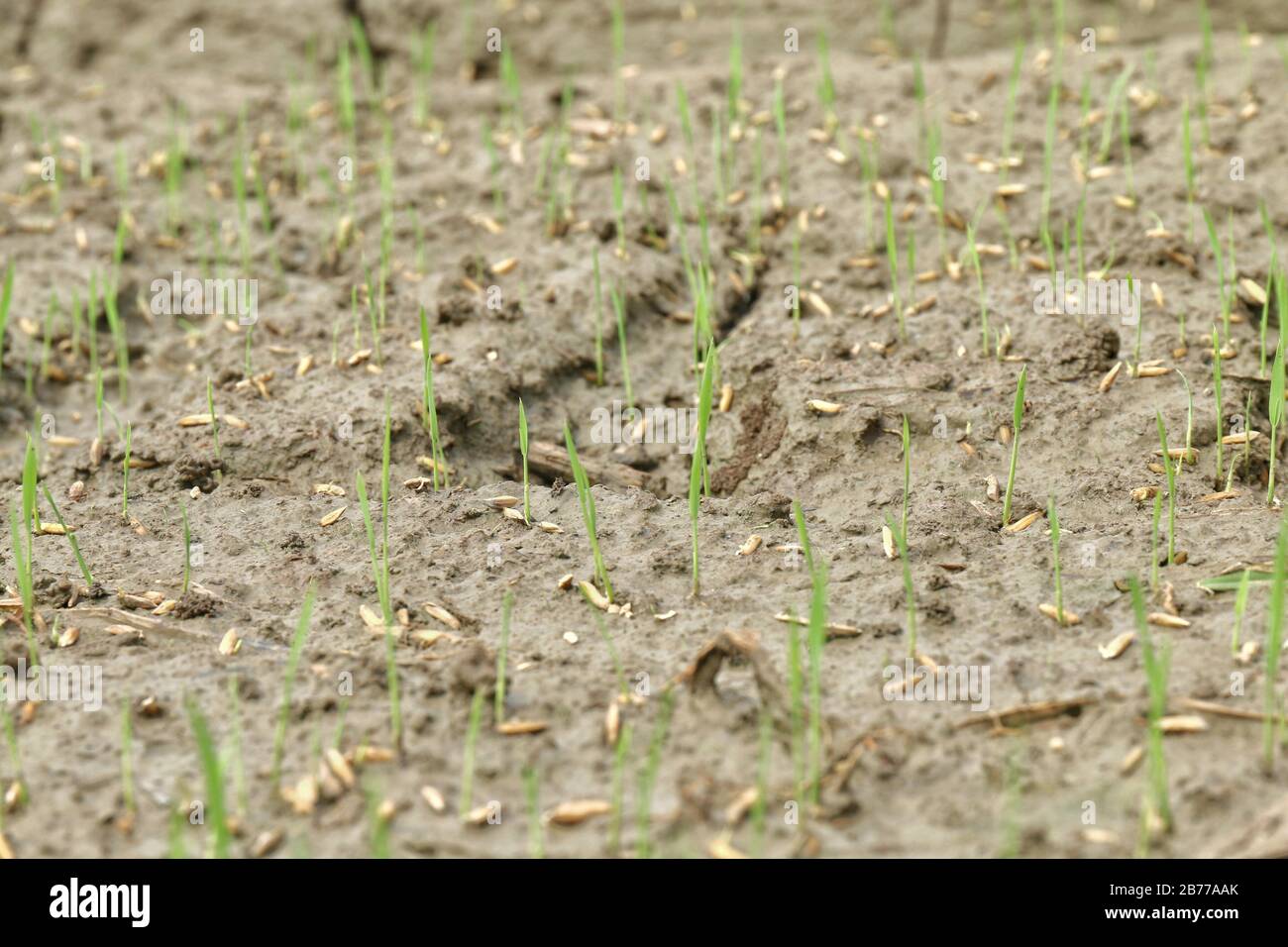 Seedlings of Rice Berry, rice seed on wet soil ground, Seed of Paddy ...