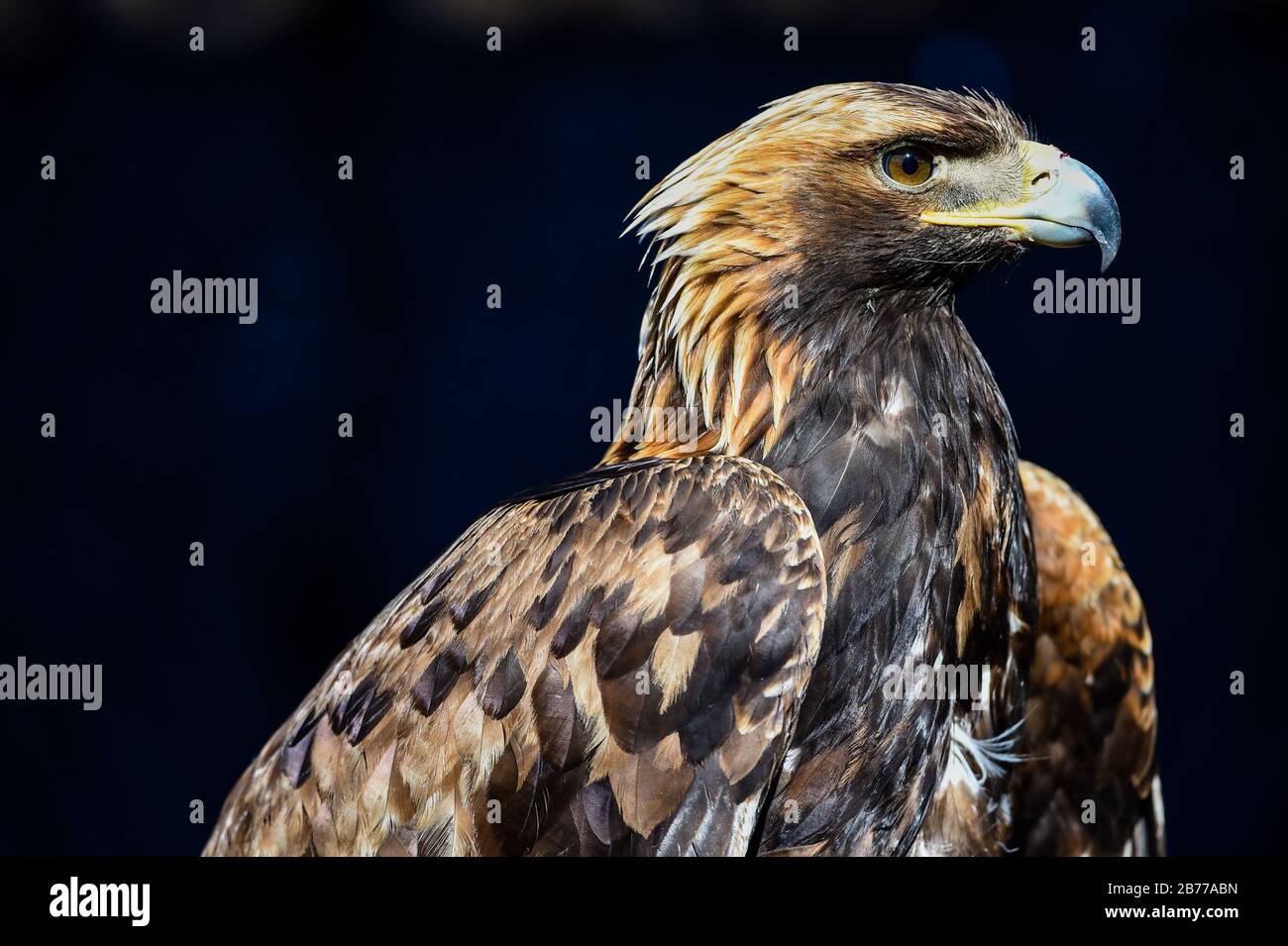 Beijing, China. 13th Mar, 2020. Photo taken on March 13, 2020 shows a ...