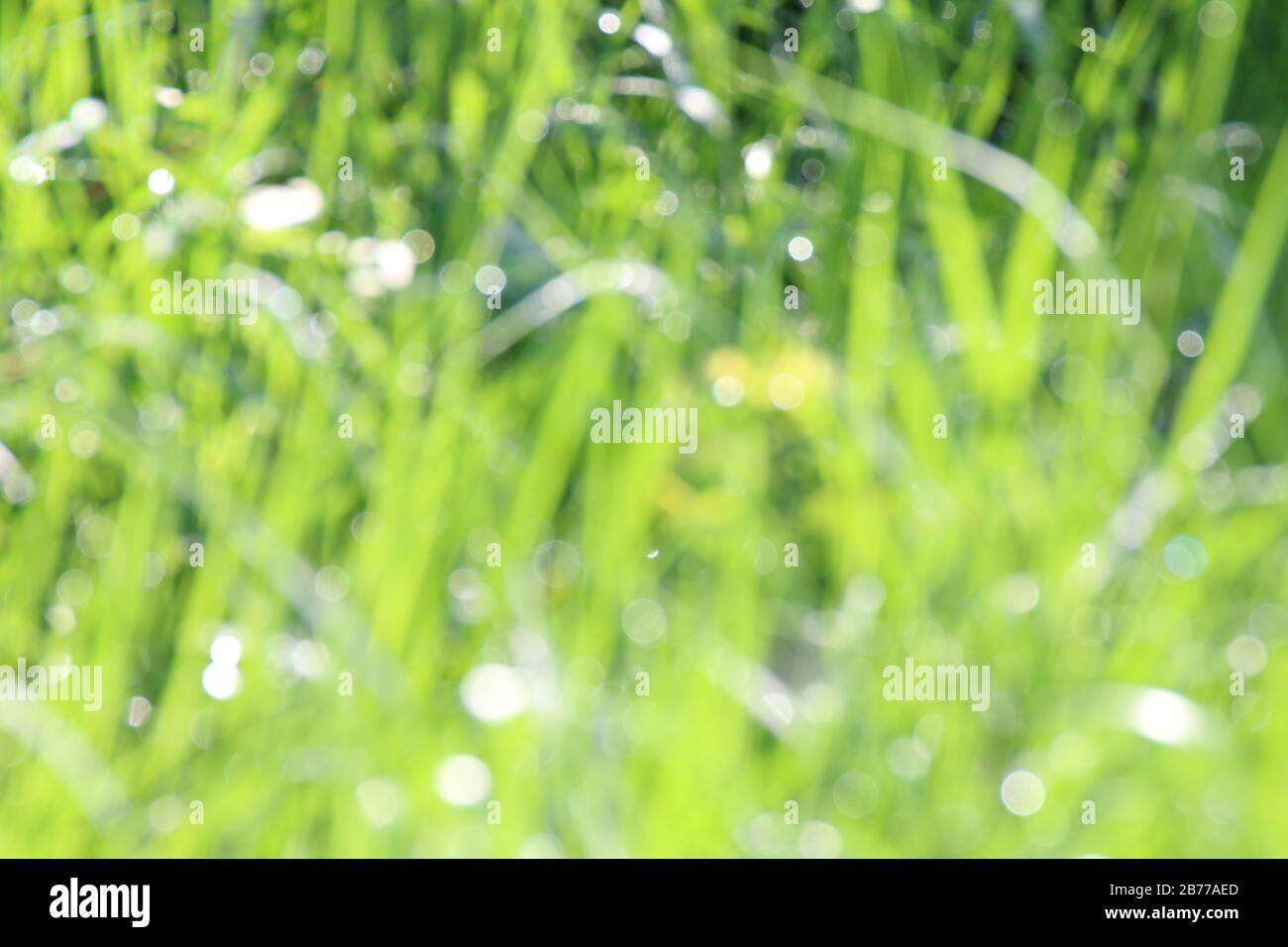 Natural soft grass background blurred Bokeh of dew, healthy green bio ...