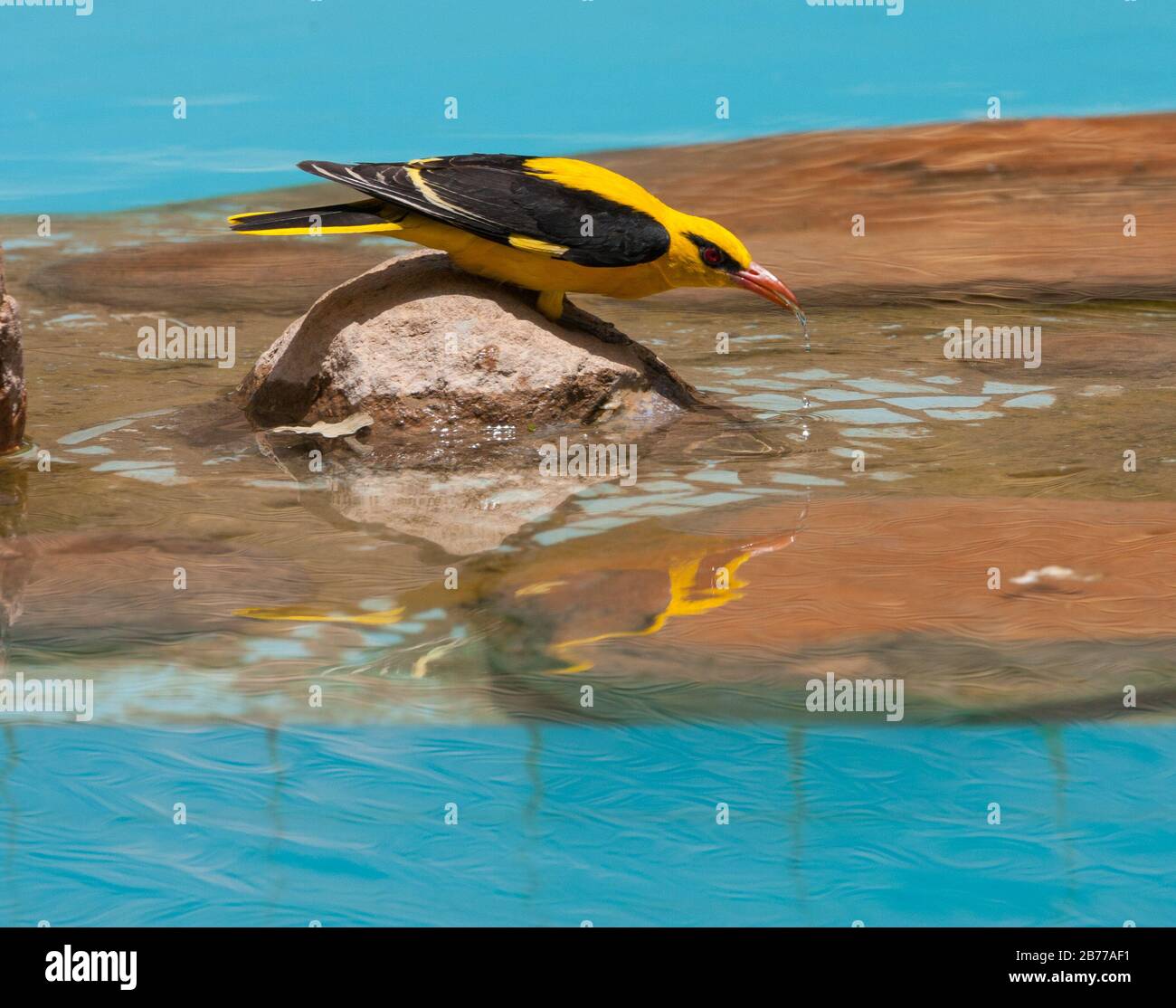 A Golden Oriole drinking water from the swimming pool of a resort in ...