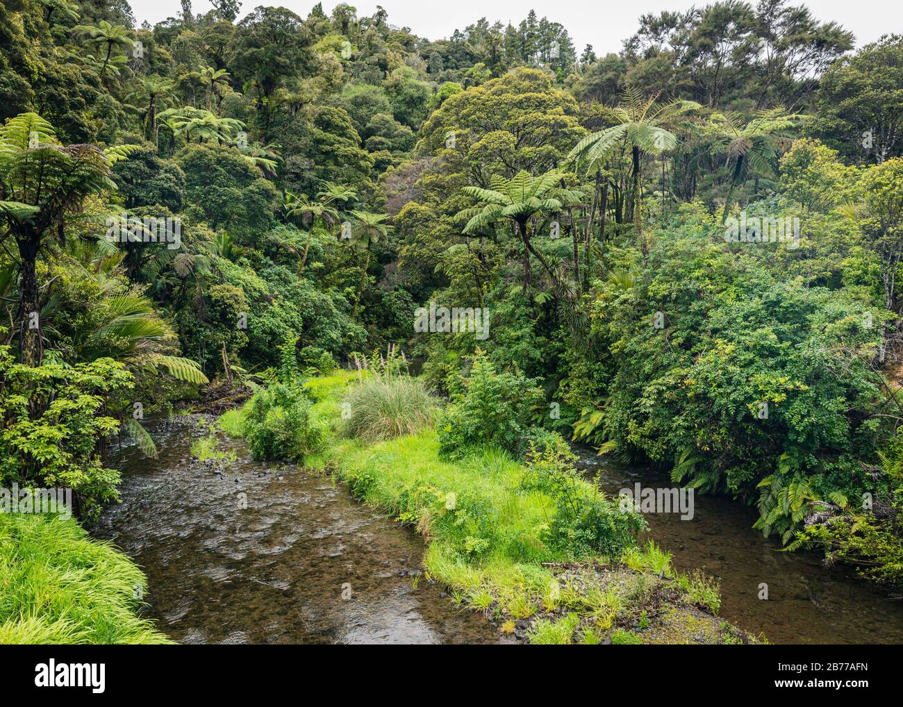 Small river surrounded by trees and bushes at daytime in a forest Stock ...