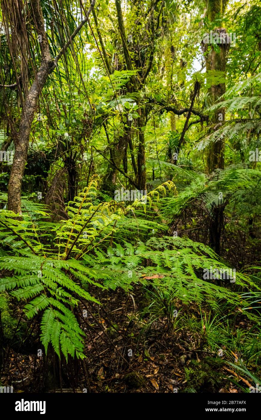 Vertical picture of trees and bushes in a jungle under the sunlight at ...