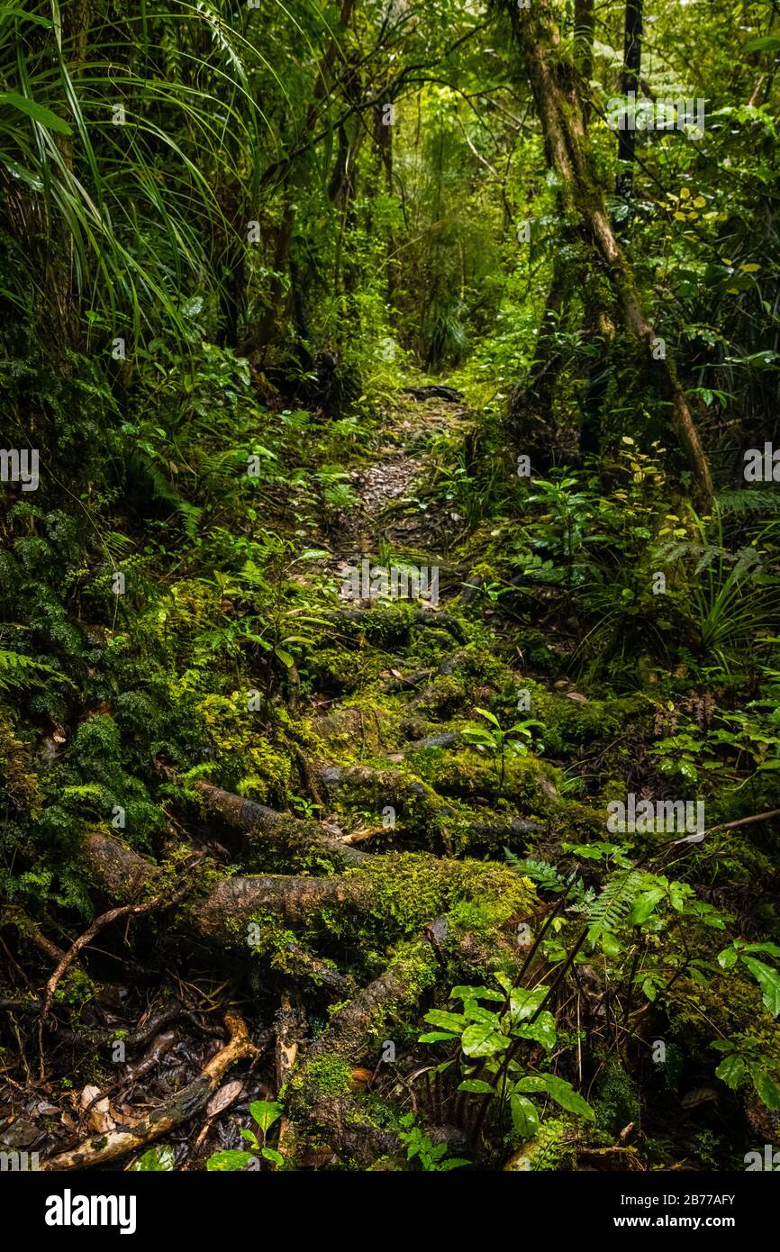 Vertical picture of trees and bushes in a jungle under the sunlight ...