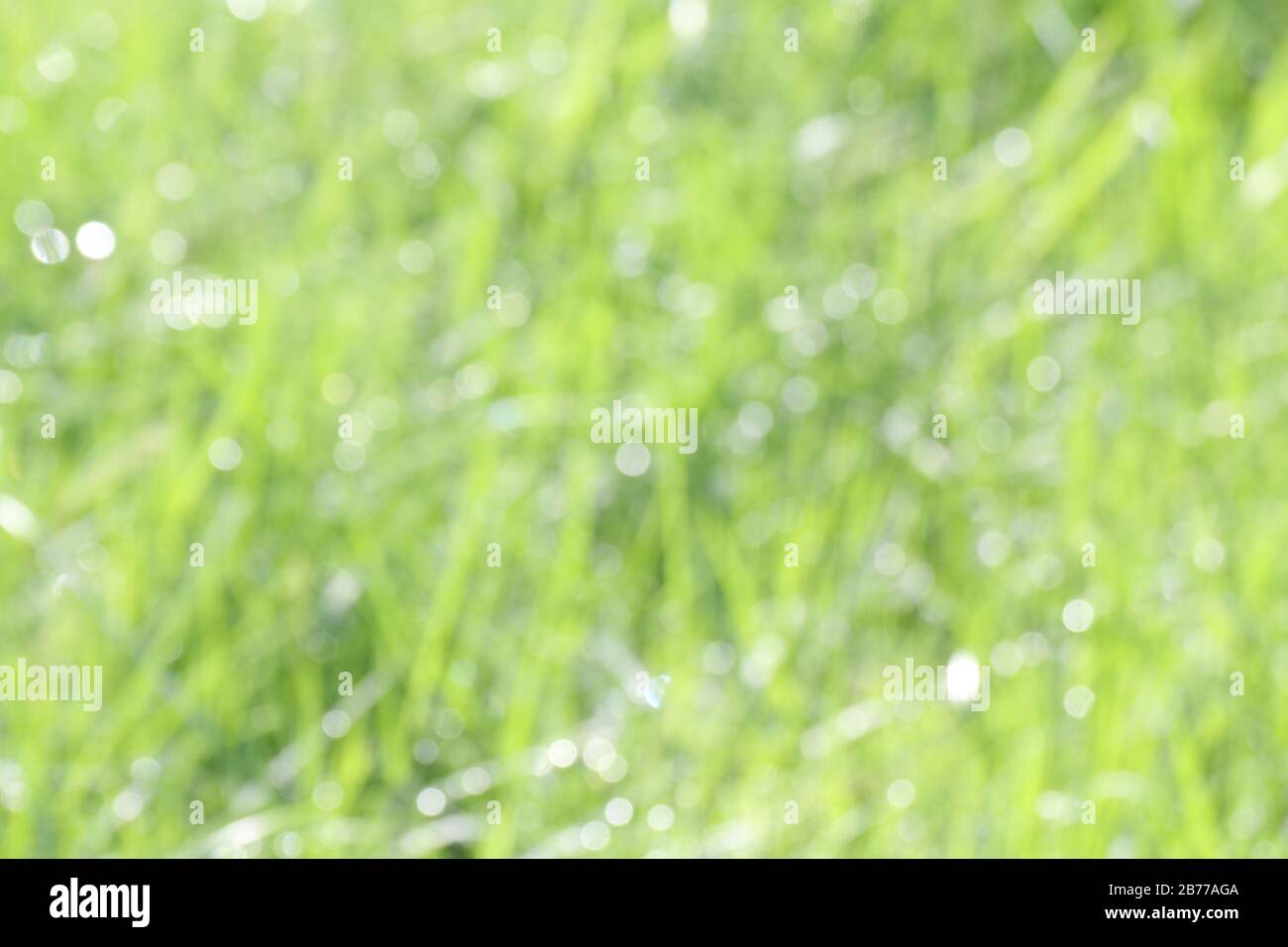 Natural soft grass background blurred Bokeh of dew, healthy green bio ...