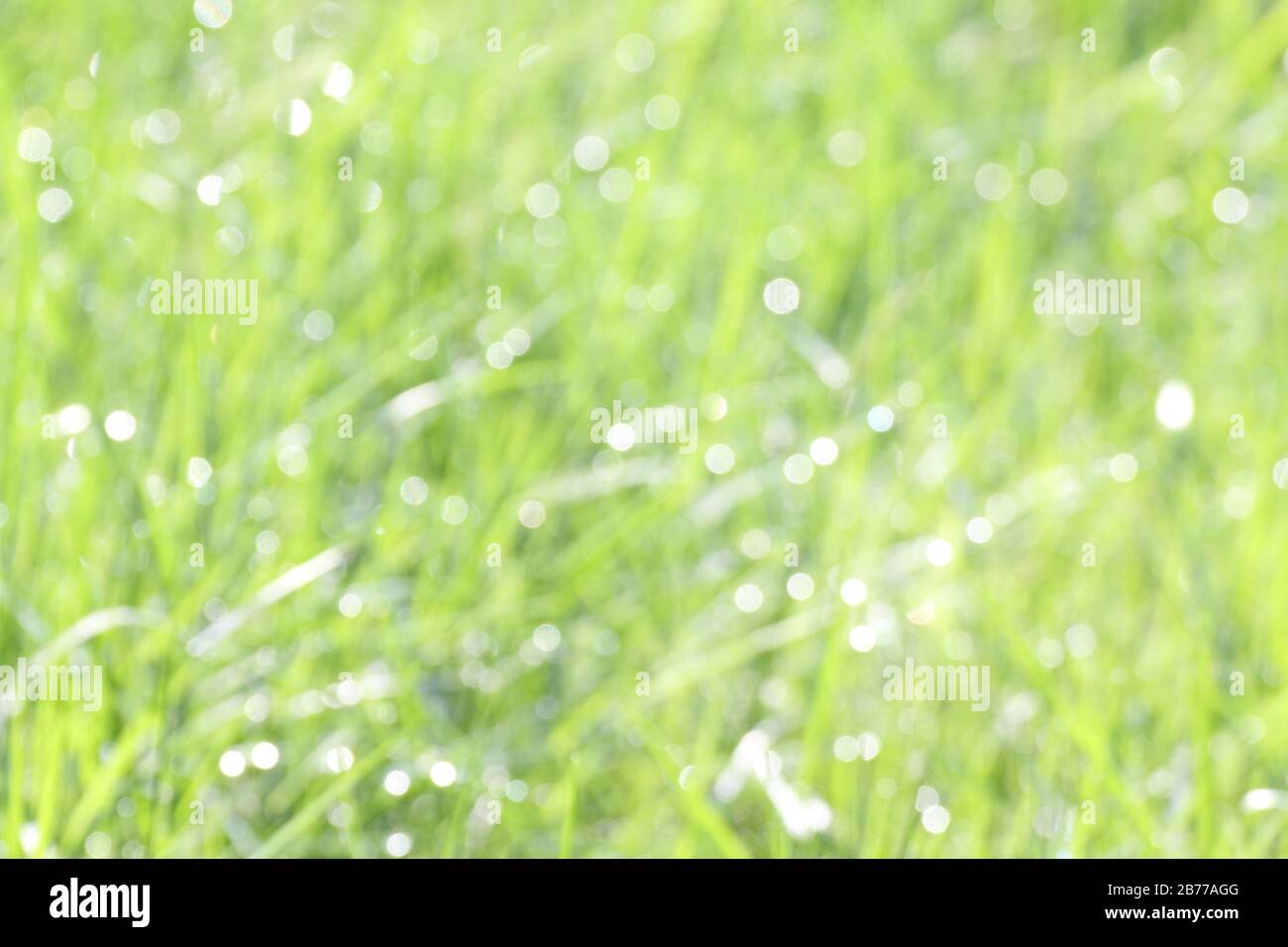 Natural soft grass background blurred Bokeh of dew, healthy green bio ...