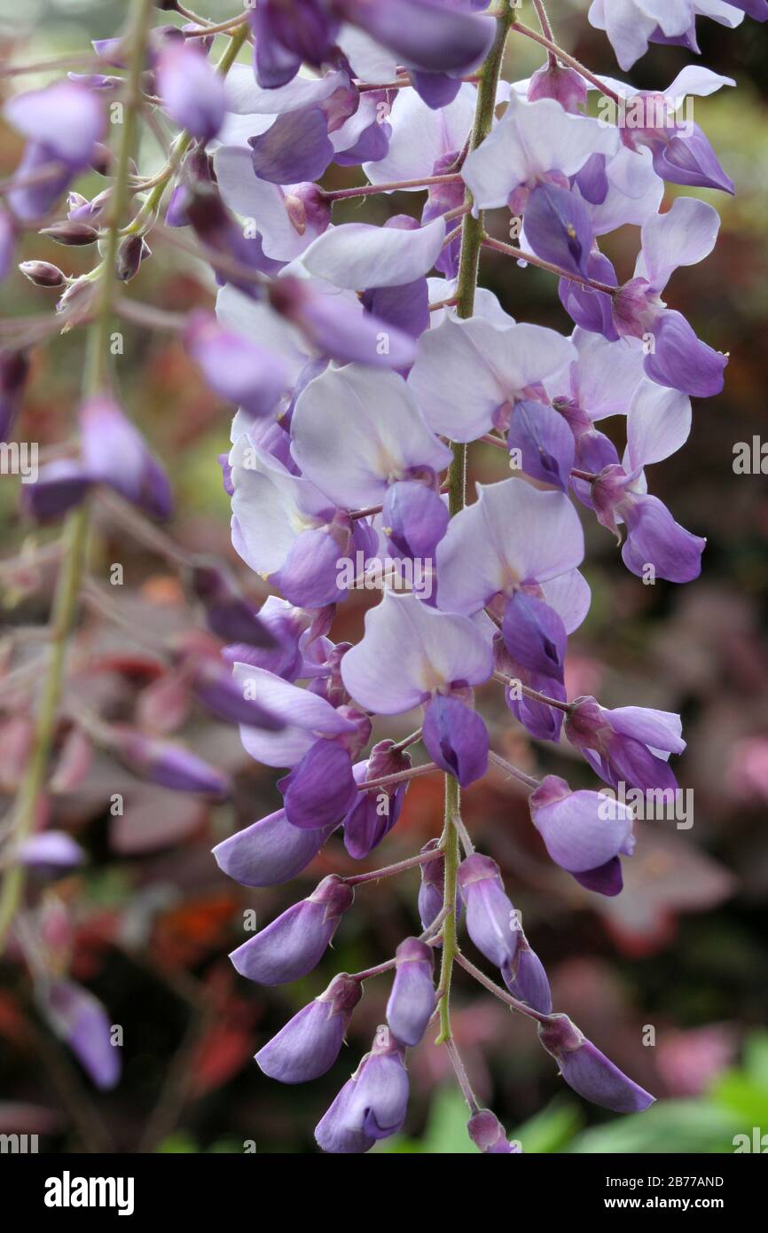 Purple wisteria close up hi-res stock photography and images - Alamy