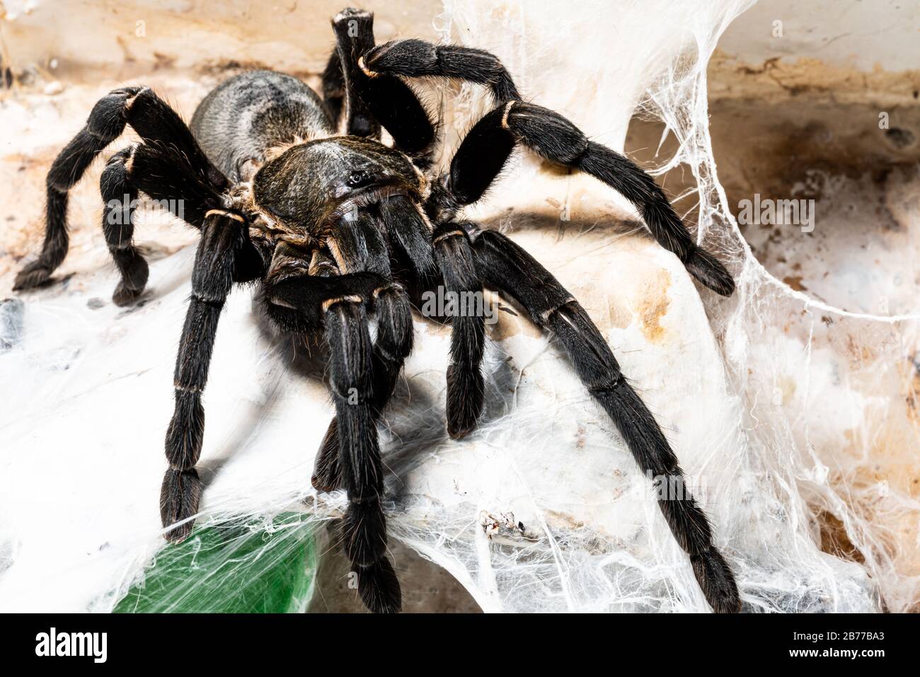 Asian species Tarantula spider Found in Thailand, the scientific name ...