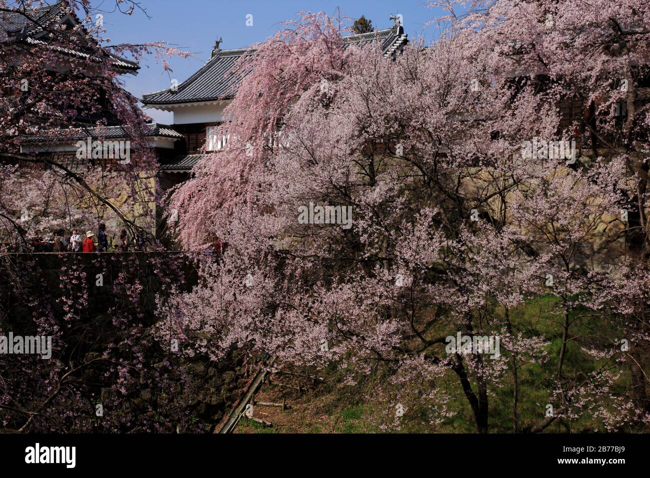 Cherry blossoms and castle Stock Photo - Alamy
