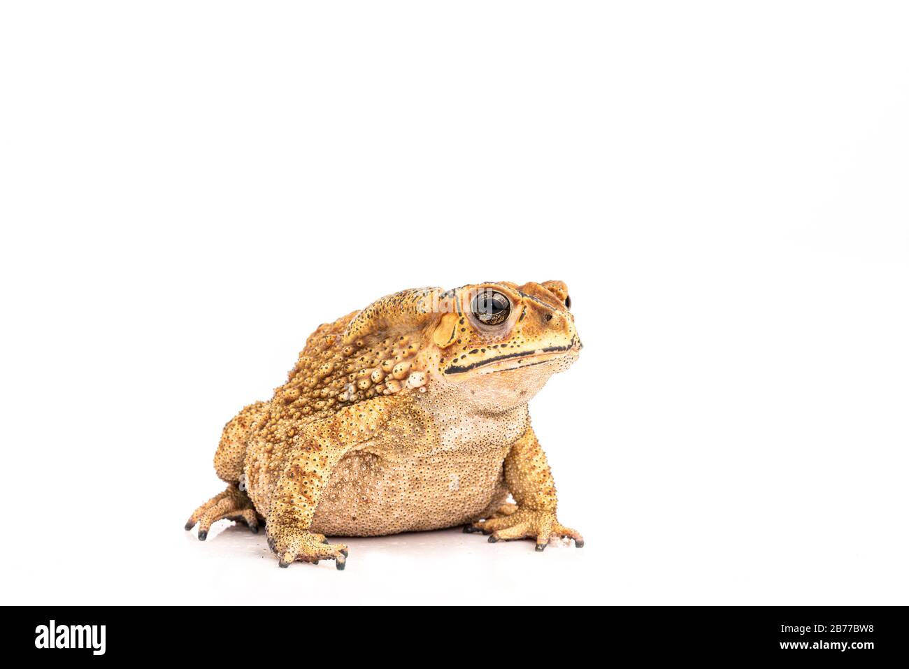 Duttaphrynus hi-res stock photography and images - Alamy