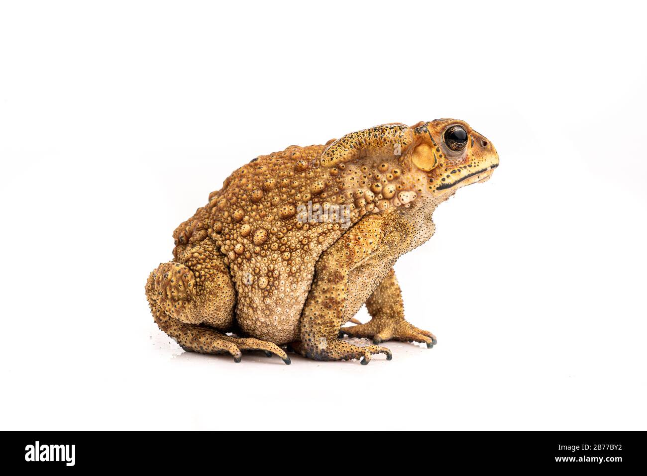 Asian Toad (Duttaphrynus melanostictus) isolated on white background ...