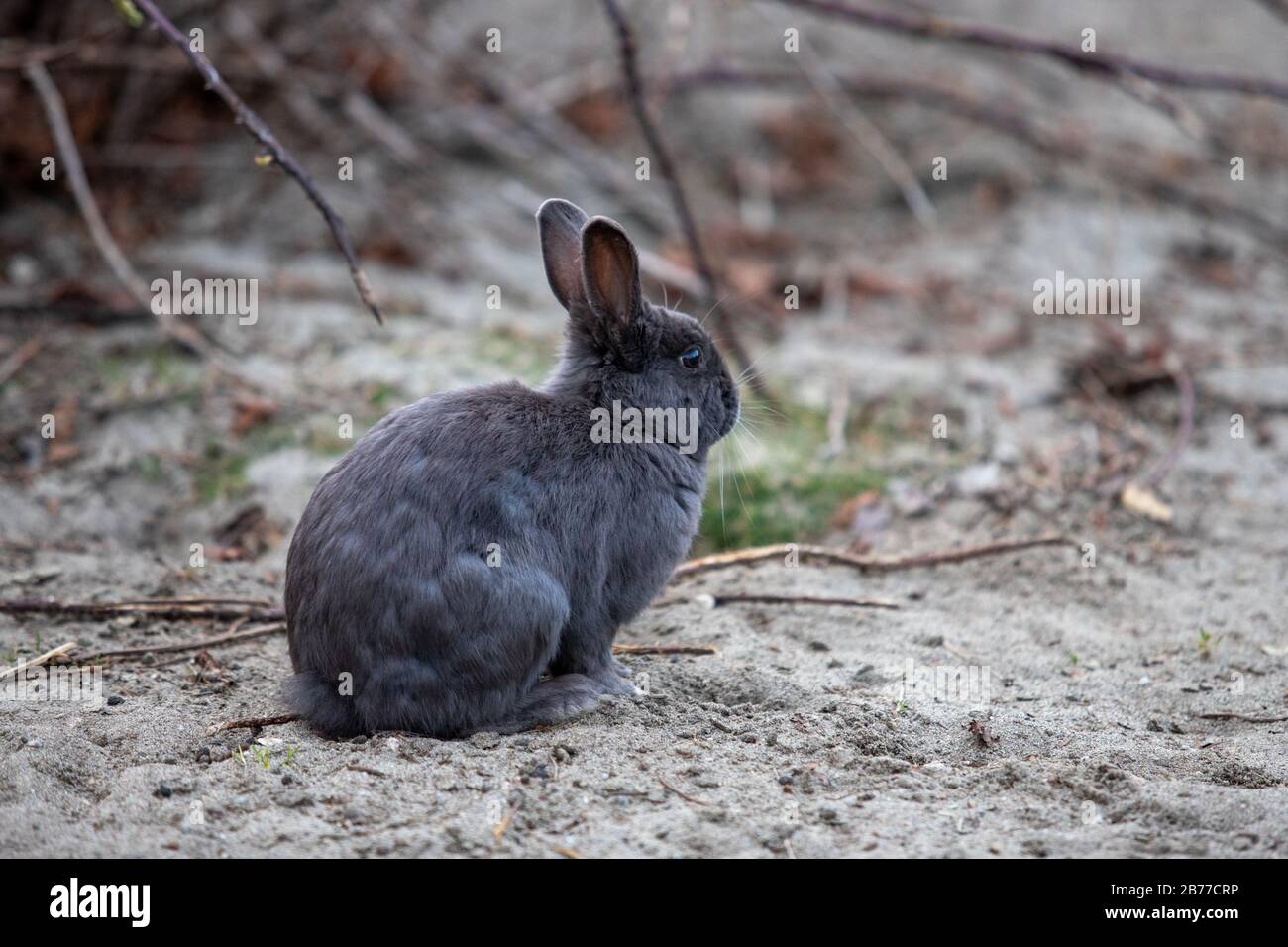 Bunny at Jericho Beach in Vancouver, BC Stock Photo - Alamy