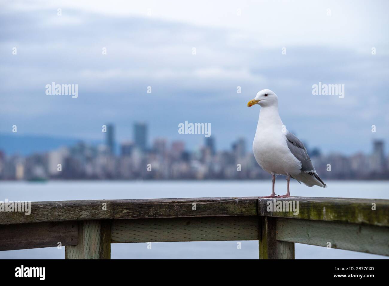 Mewing seagull hi-res stock photography and images - Alamy