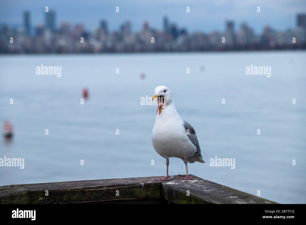 Mewing seagull hi-res stock photography and images - Alamy