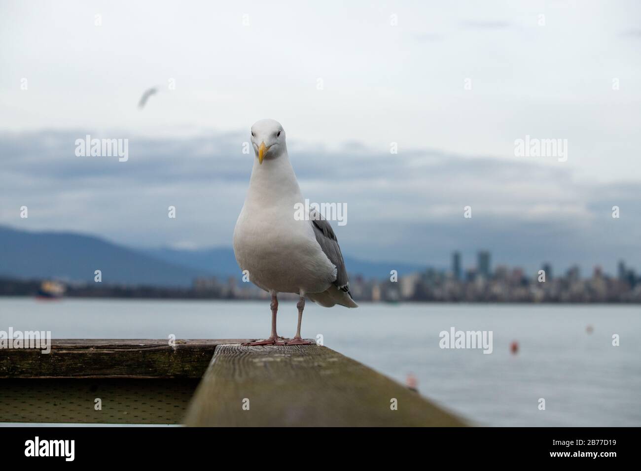 Mewing seagull hi-res stock photography and images - Alamy