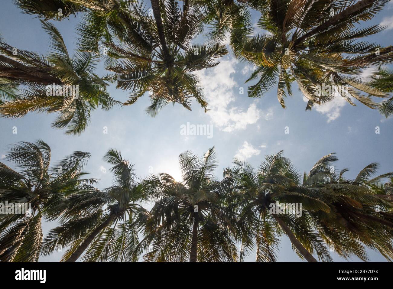 Looking up at rows of palm tree Stock Photo - Alamy