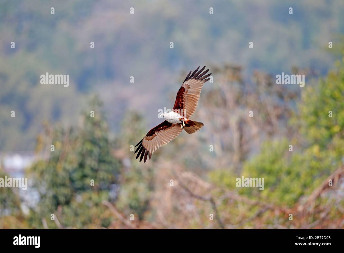 The brahminy kite (Haliastur indus), formerly known as the red-backed ...