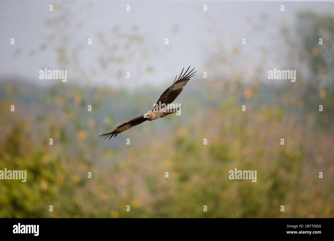 Birds Of Prey With Names