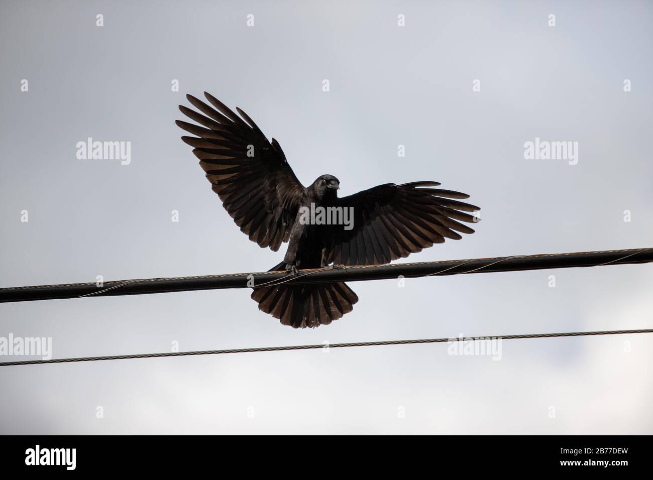 Attempted hi-res stock photography and images - Alamy