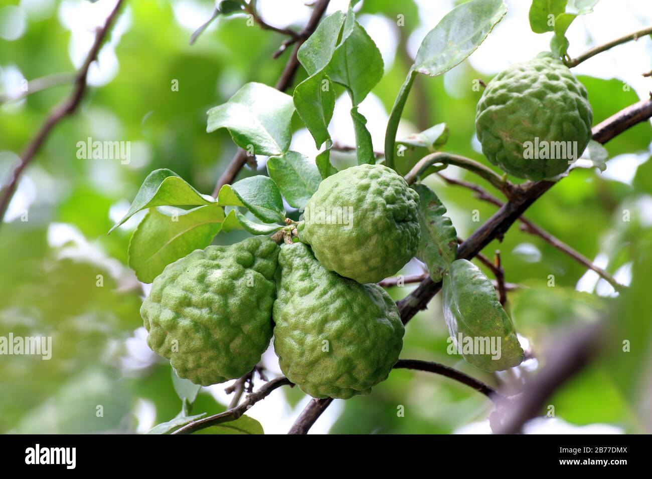 Bergamot, kaffir Lime Leaf farm tree (Herb for Bergamot Oil Stock Photo ...