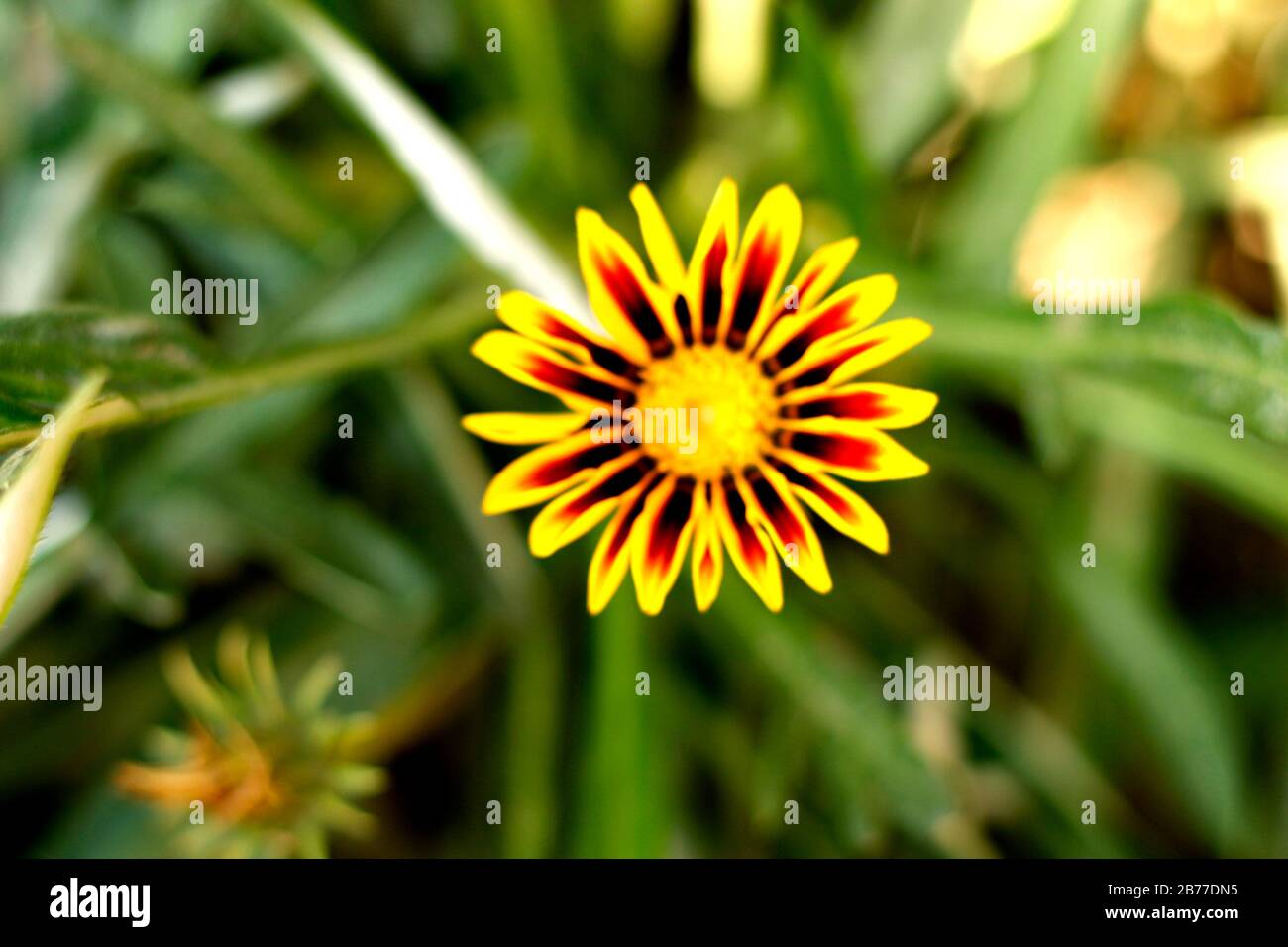 Beautiful sunflowers garden pattern hi-res stock photography and images ...