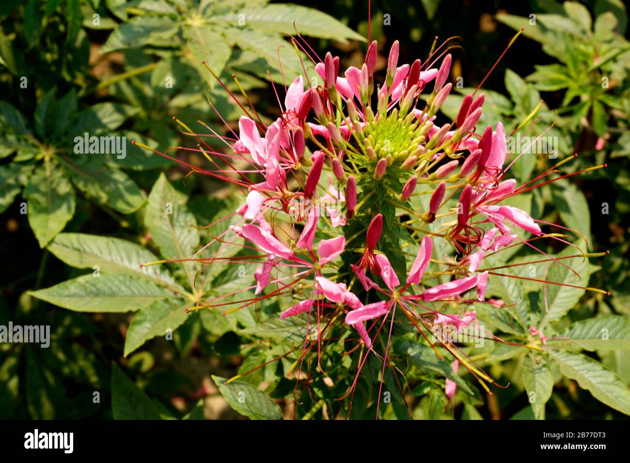 Pink Flower In Garden Side Stock Photo - Alamy