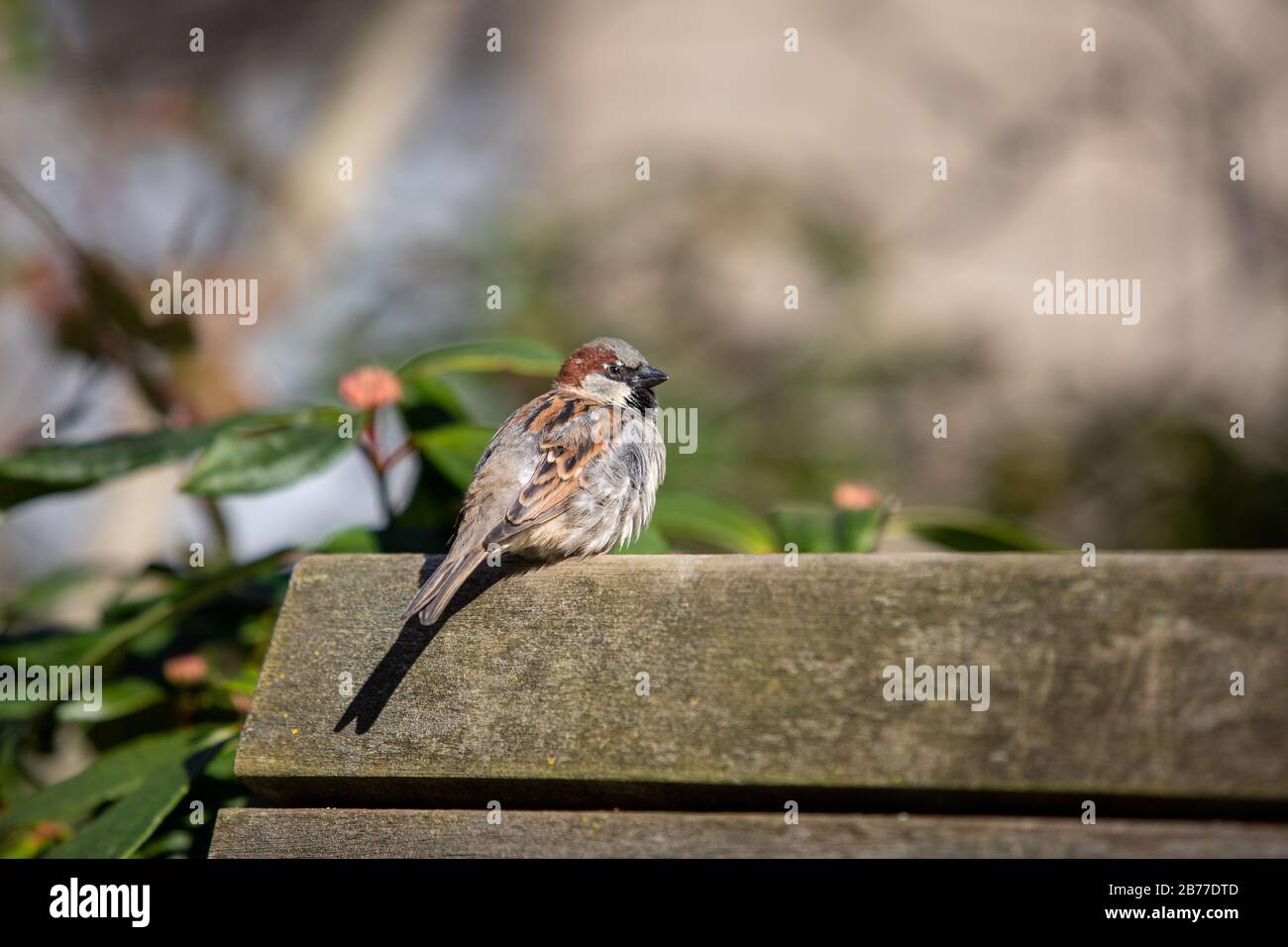 Sparrow sitting on branch spring hi-res stock photography and images ...
