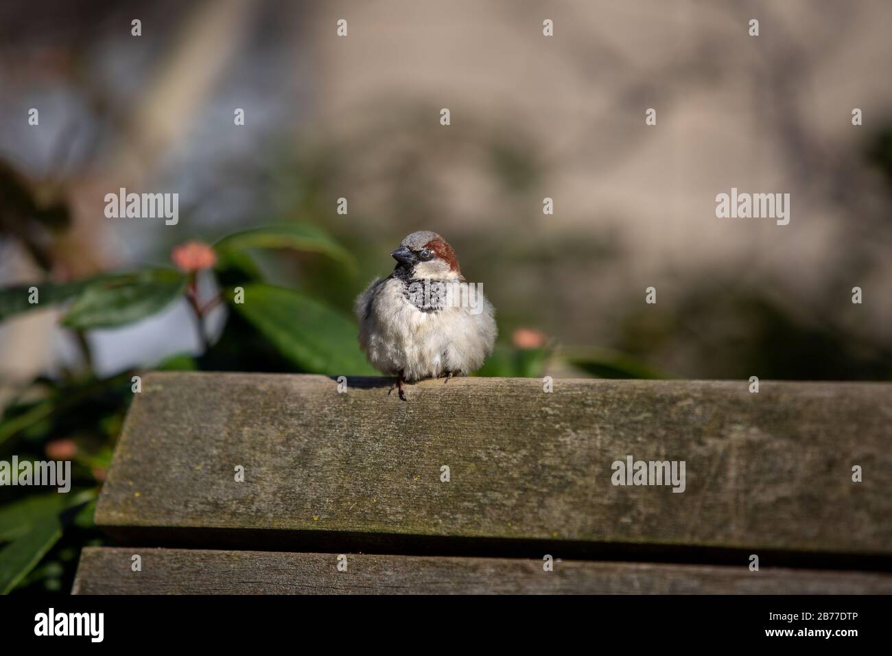 Sparrow sitting on branch spring hi-res stock photography and images ...