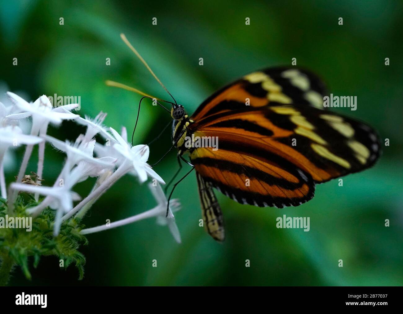 A butterfly is seen in Phoenix, Arizona Stock Photo - Alamy